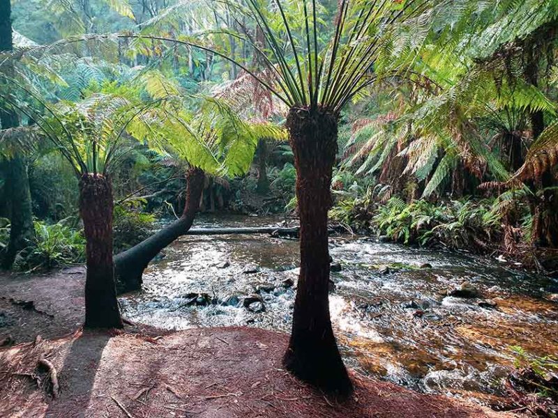 Warburton Redwood Forest - Truth Devour Blog